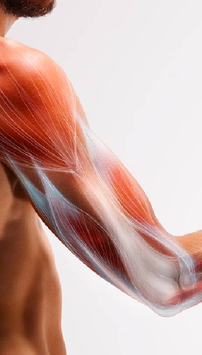 Biceps Tendon Rupture Treatment NJ | Biceps Tendon Repair Specialist NJ